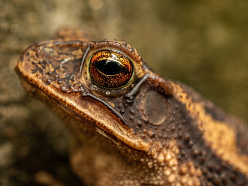 Close Up Toad | Smithsonian Photo Contest | Smithsonian Magazine