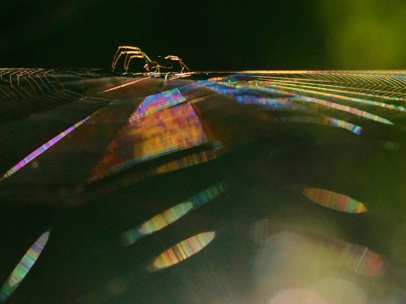 Spider and web with prismatic colors. | Smithsonian Photo Contest ...
