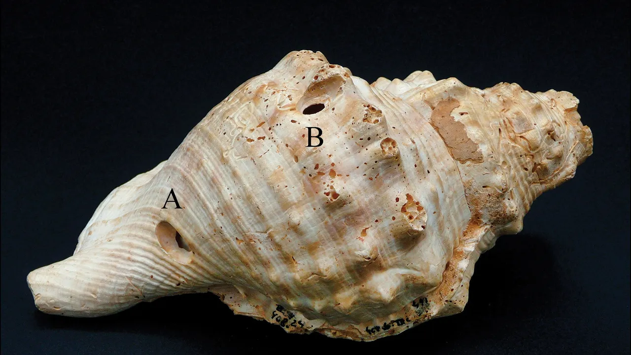 what does conch shell mean