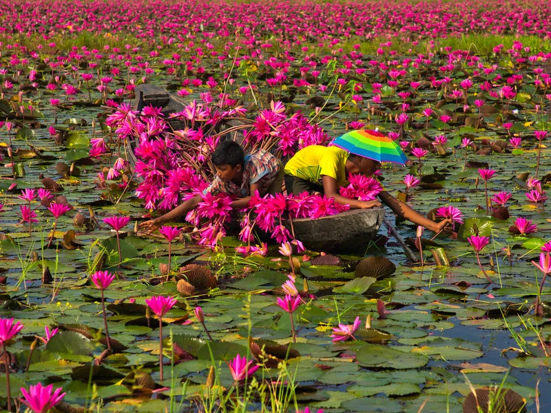Harvesting waterlily | Smithsonian Photo Contest | Smithsonian Magazine