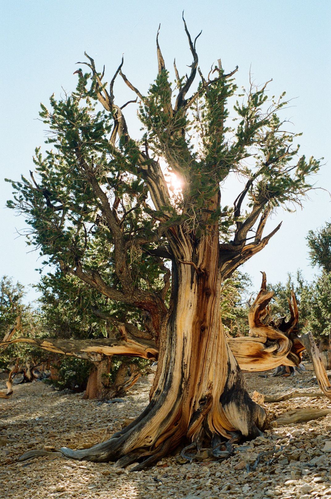Very Old Trees 2 | Smithsonian Photo Contest | Smithsonian Magazine
