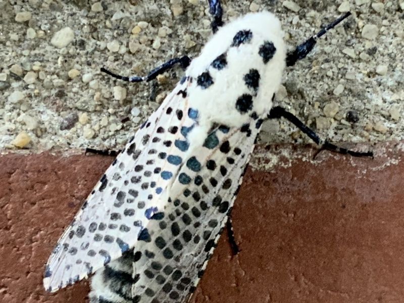 Wood Leopard Moth | Smithsonian Photo Contest | Smithsonian Magazine