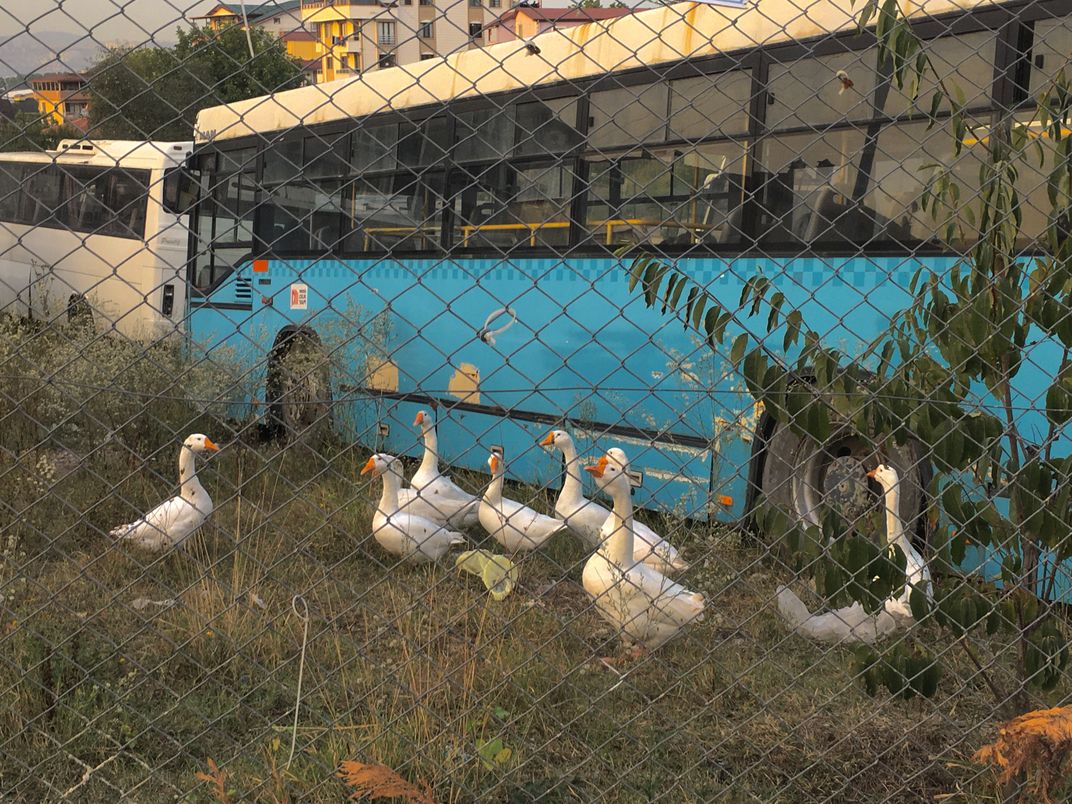 Geese Near Buses (Vers. 2) | Smithsonian Photo Contest | Smithsonian ...