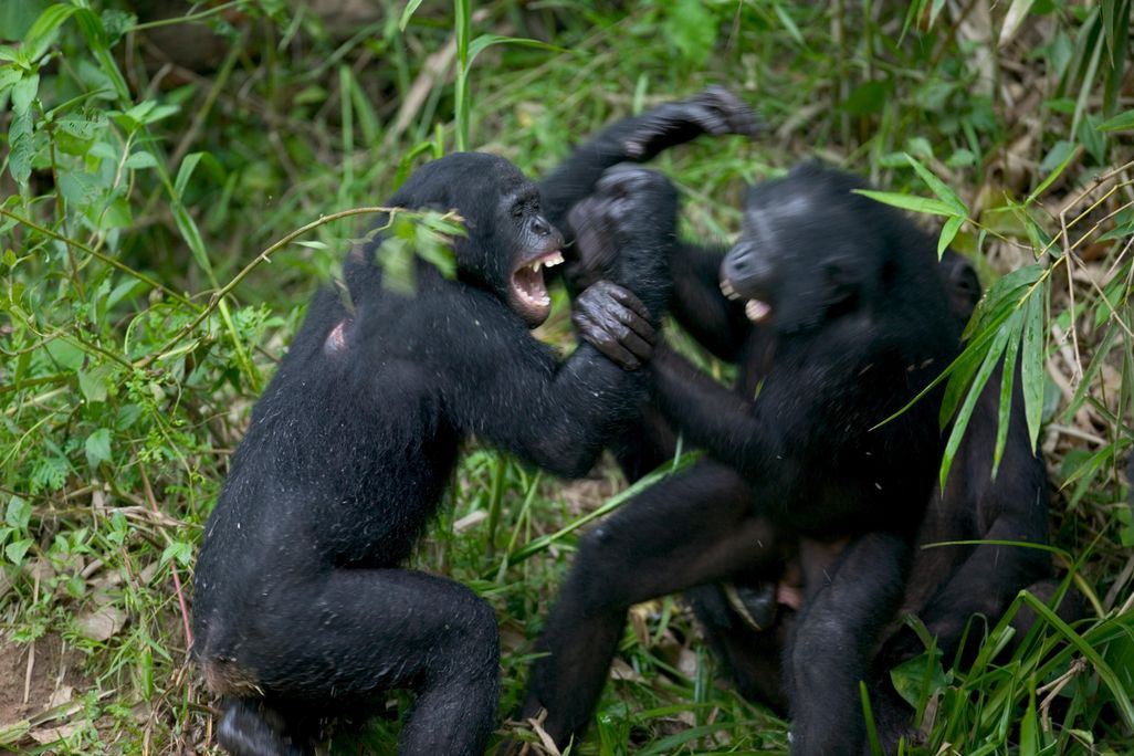 chimpanzee mating behavior