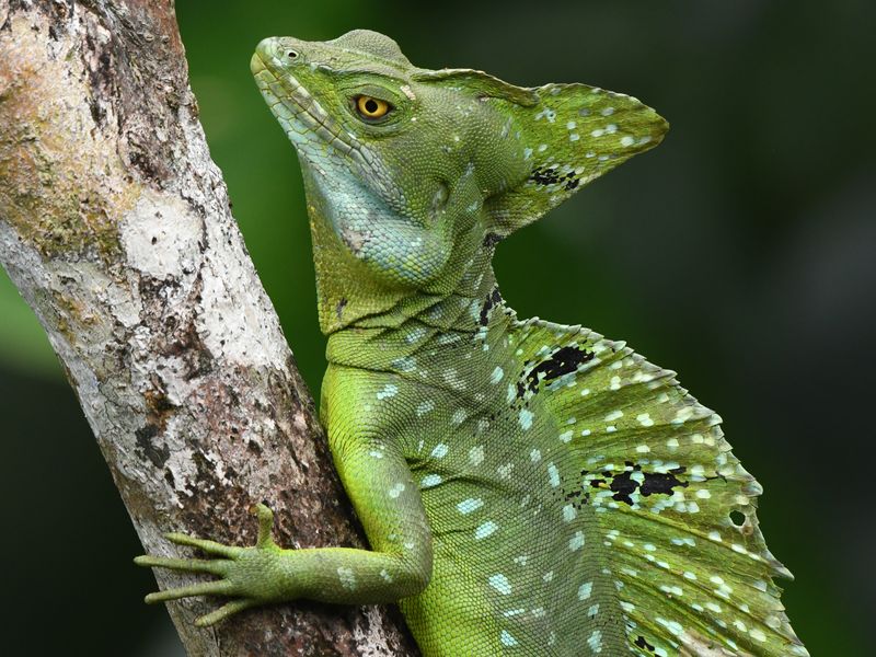 Basilisk Lizard | Smithsonian Photo Contest | Smithsonian Magazine