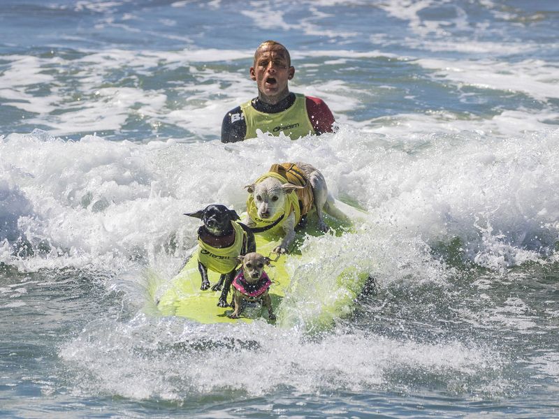 Royal Family of Dog Durfing | Smithsonian Photo Contest | Smithsonian ...