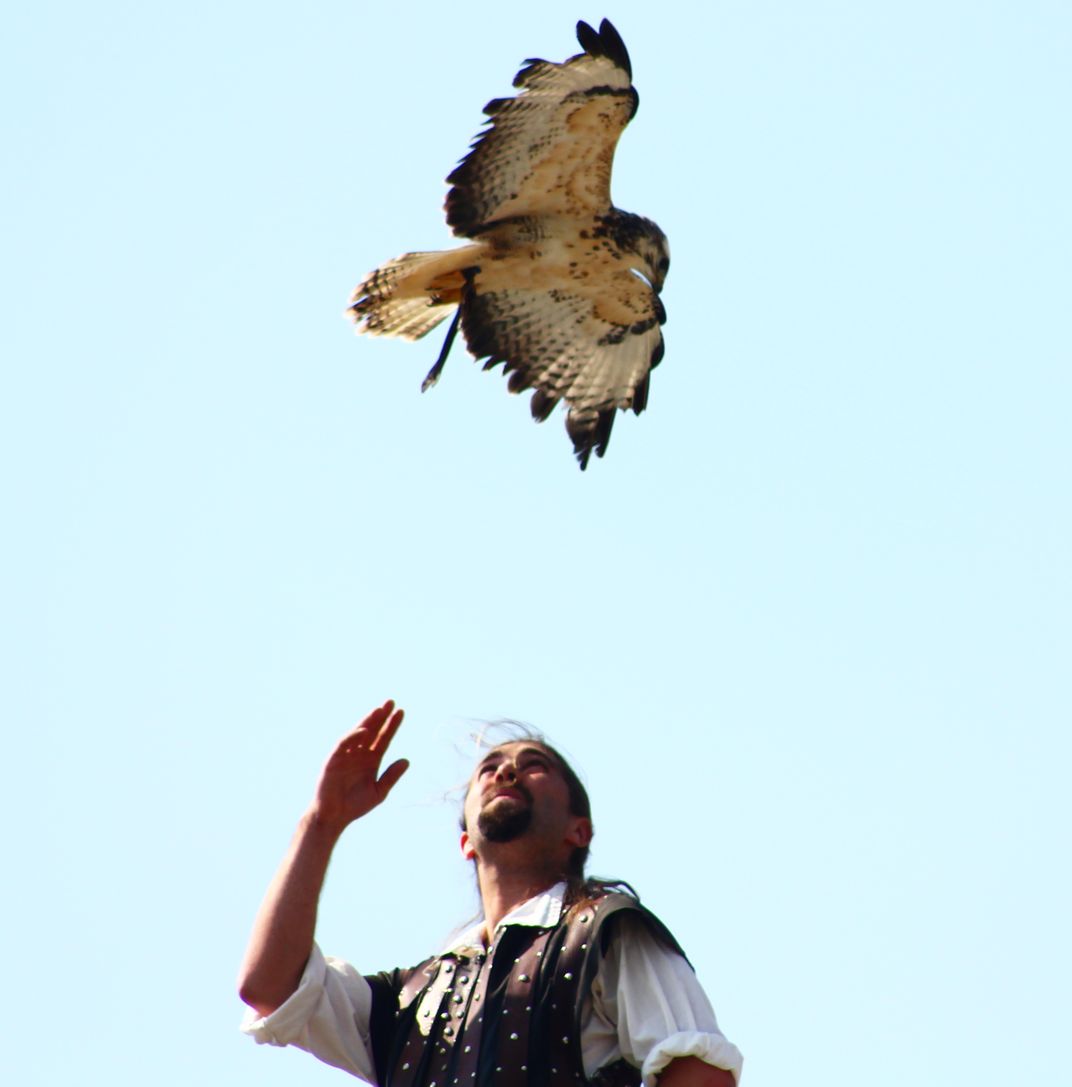 Birds of prey work with their human trainers in Provins, France to ...