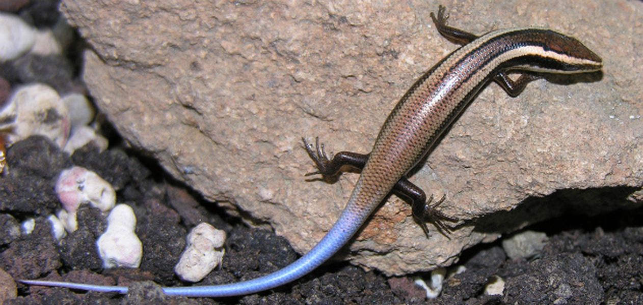 24 New Lizard Species Discovered, Half Close to Extinction