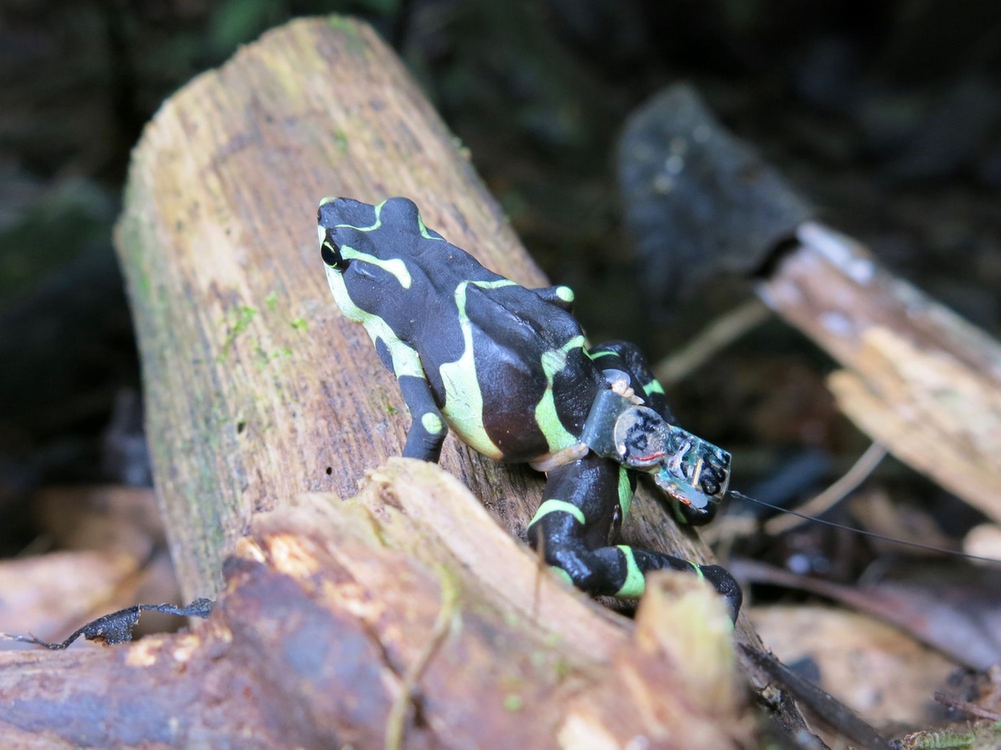 A Second Release Trial Advances The Goal Of Reintroducing Endangered ...