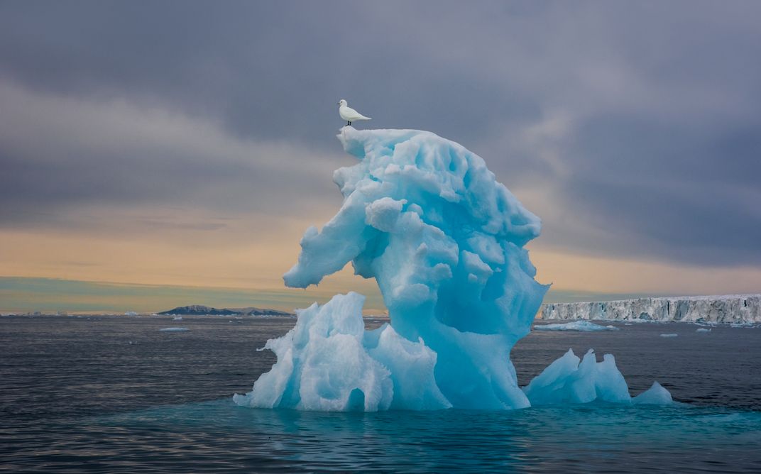 Arctic beauty... | Smithsonian Photo Contest | Smithsonian Magazine