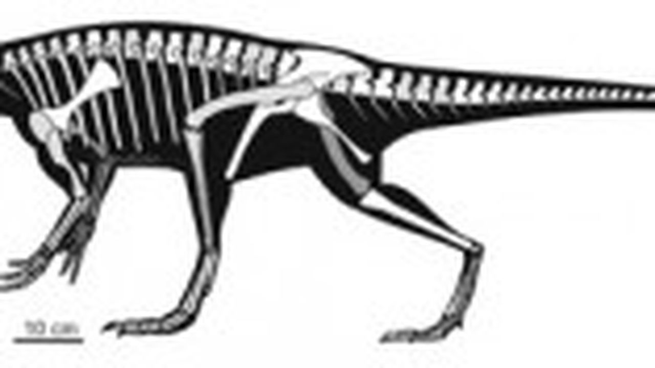 Eoraptor Skeleton The Marsh Dinosaurs – Cretaceous | EXTINCT