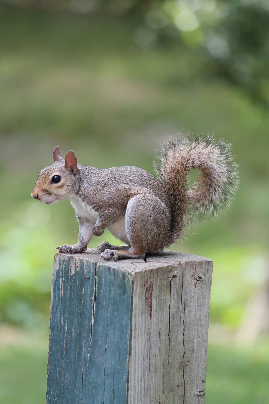 The Baby Squirrel on The Post with its Paw Balled Up | Smithsonian ...