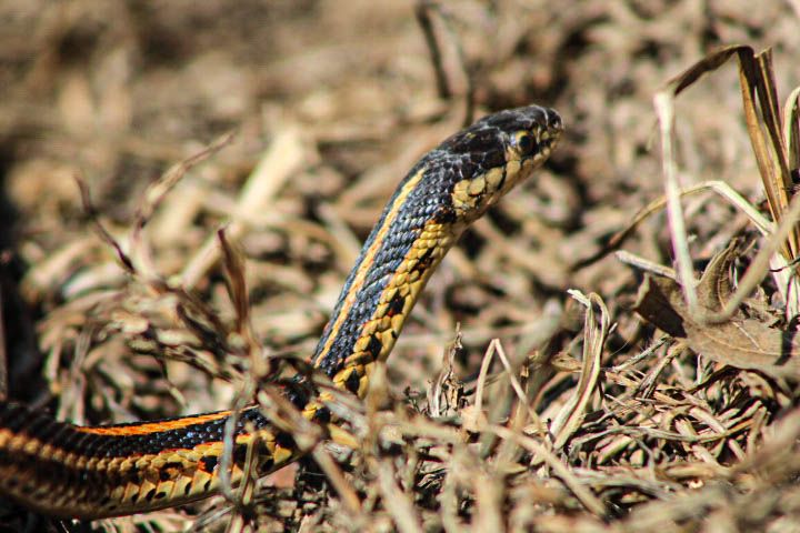 Peek a boo | Smithsonian Photo Contest | Smithsonian Magazine