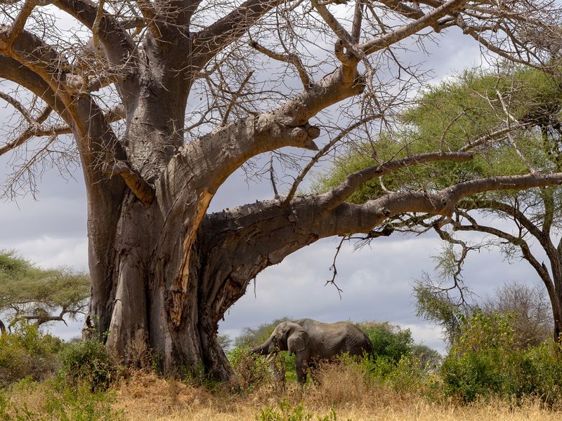 An elephant and a baobab | Smithsonian Photo Contest | Smithsonian Magazine