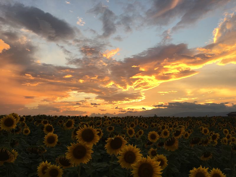 Sunset over a sunflower field. | Smithsonian Photo Contest ...