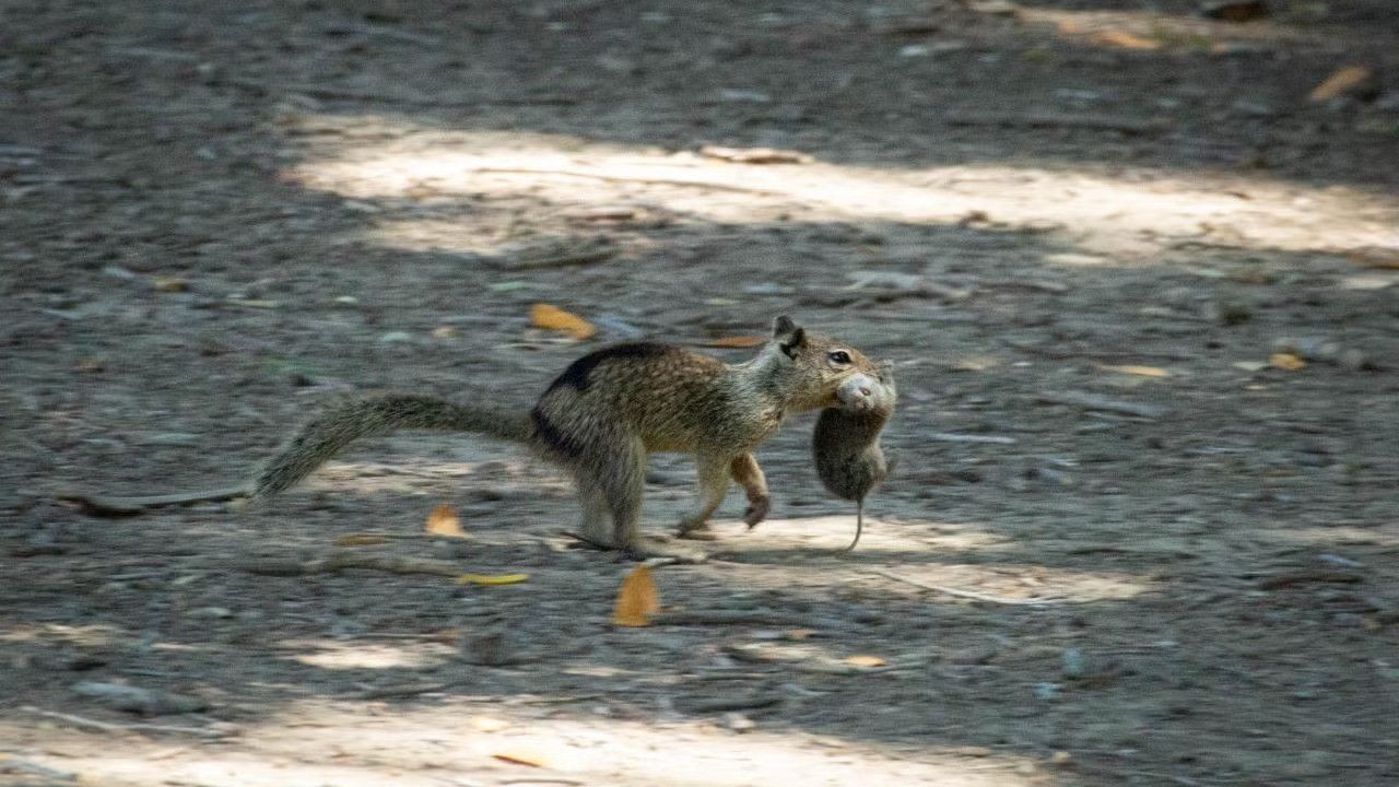 Squirrels Are Displaying 'Widespread Carnivorous Behavior' for the First Time in a California ...