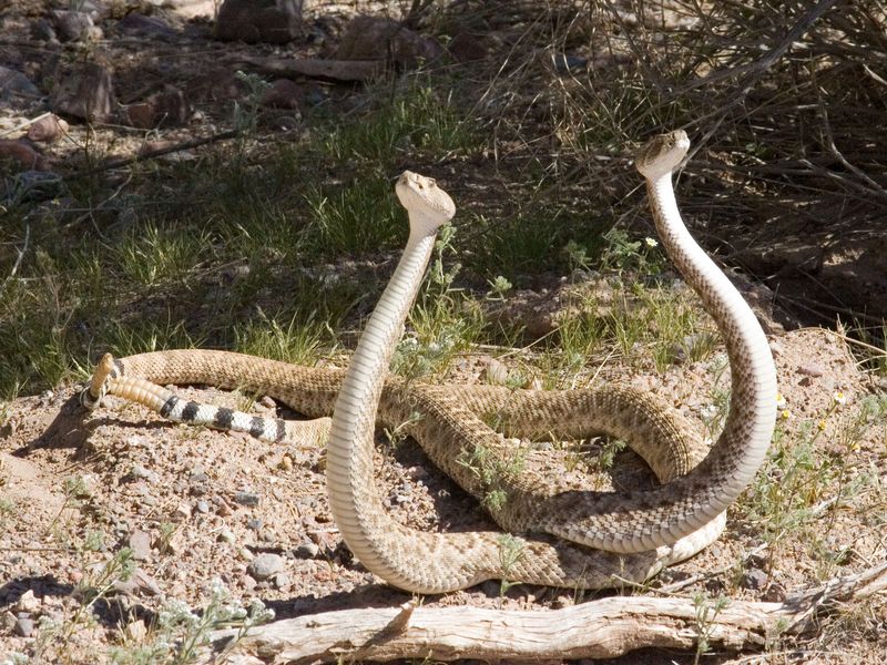 Western Diamondback Rattle Snakes mating ritual | Smithsonian Photo ...