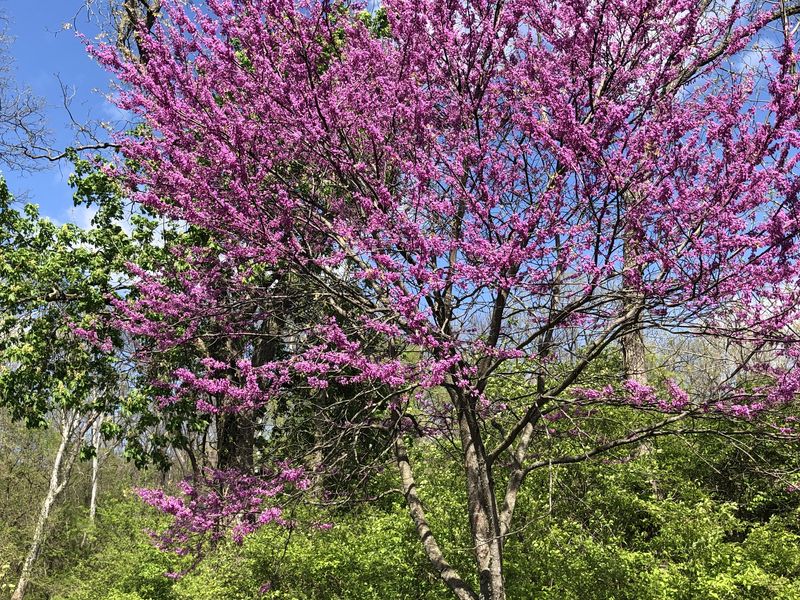 Blossoming Tree | Smithsonian Photo Contest | Smithsonian Magazine