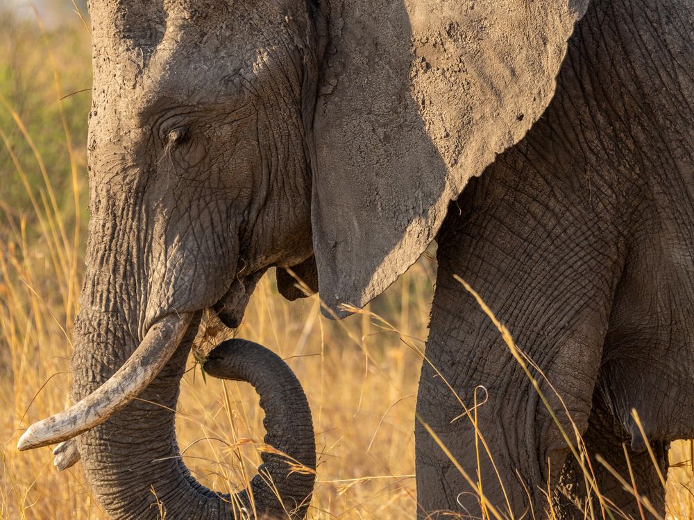 Elephant's Tool | Smithsonian Photo Contest | Smithsonian Magazine