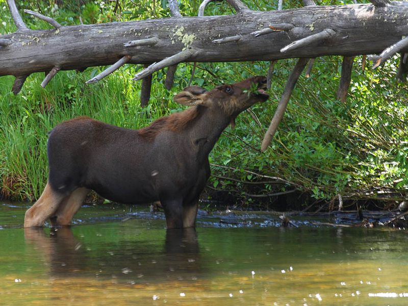 Exciting sighting of this young moose, in the river while its mother ...
