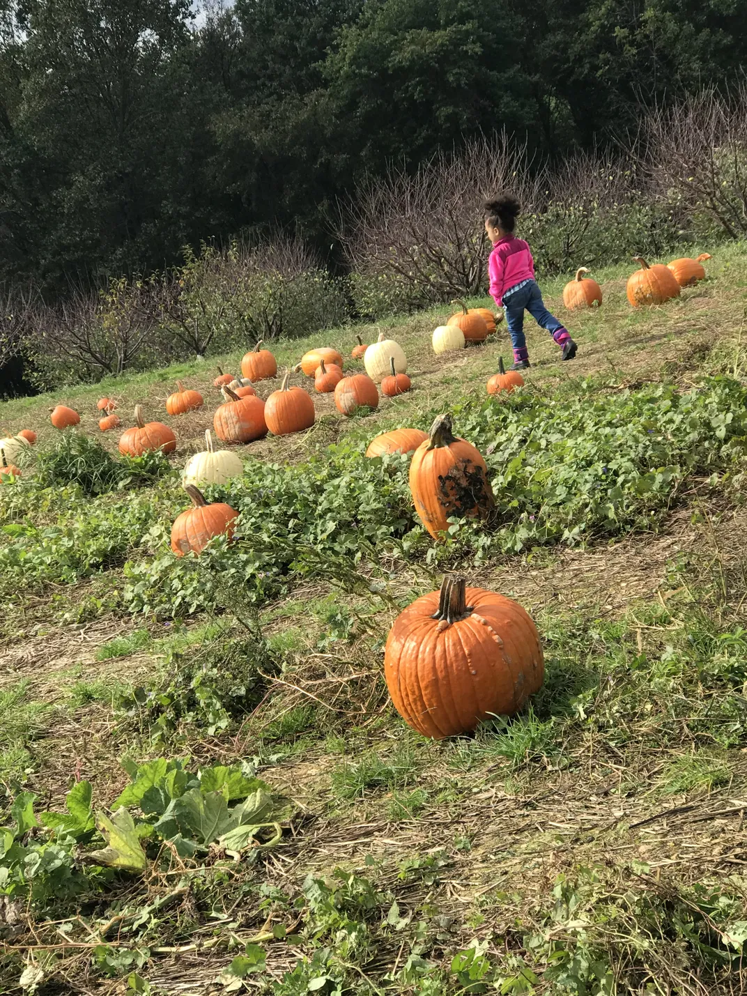 A stroll through the pumpkin patch. | Smithsonian Photo Contest ...