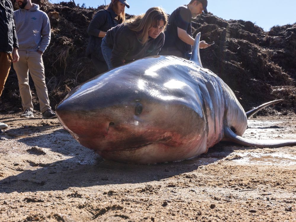 A Great White Shark Mysteriously Washed Ashore in Cape Cod, and ...