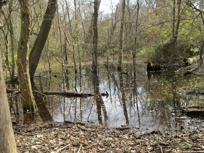 Bald Cypress Pond | Smithsonian Photo Contest | Smithsonian Magazine