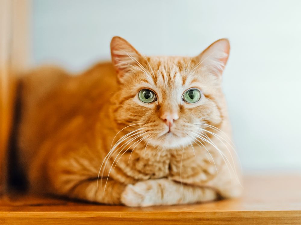 Geneticists Solve the Mystery of Why Some Cats Are Orange—and Why They ...
