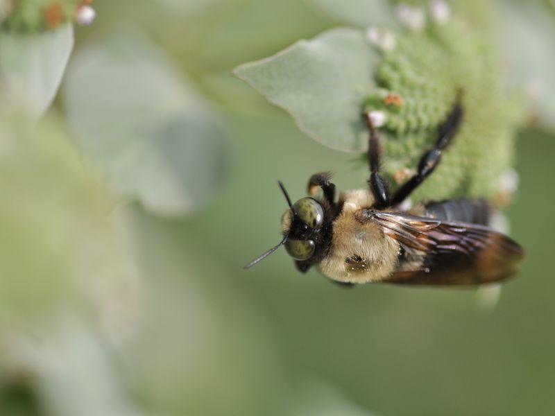 This is one of my sleepy bees that hang out in the late summer on my ...