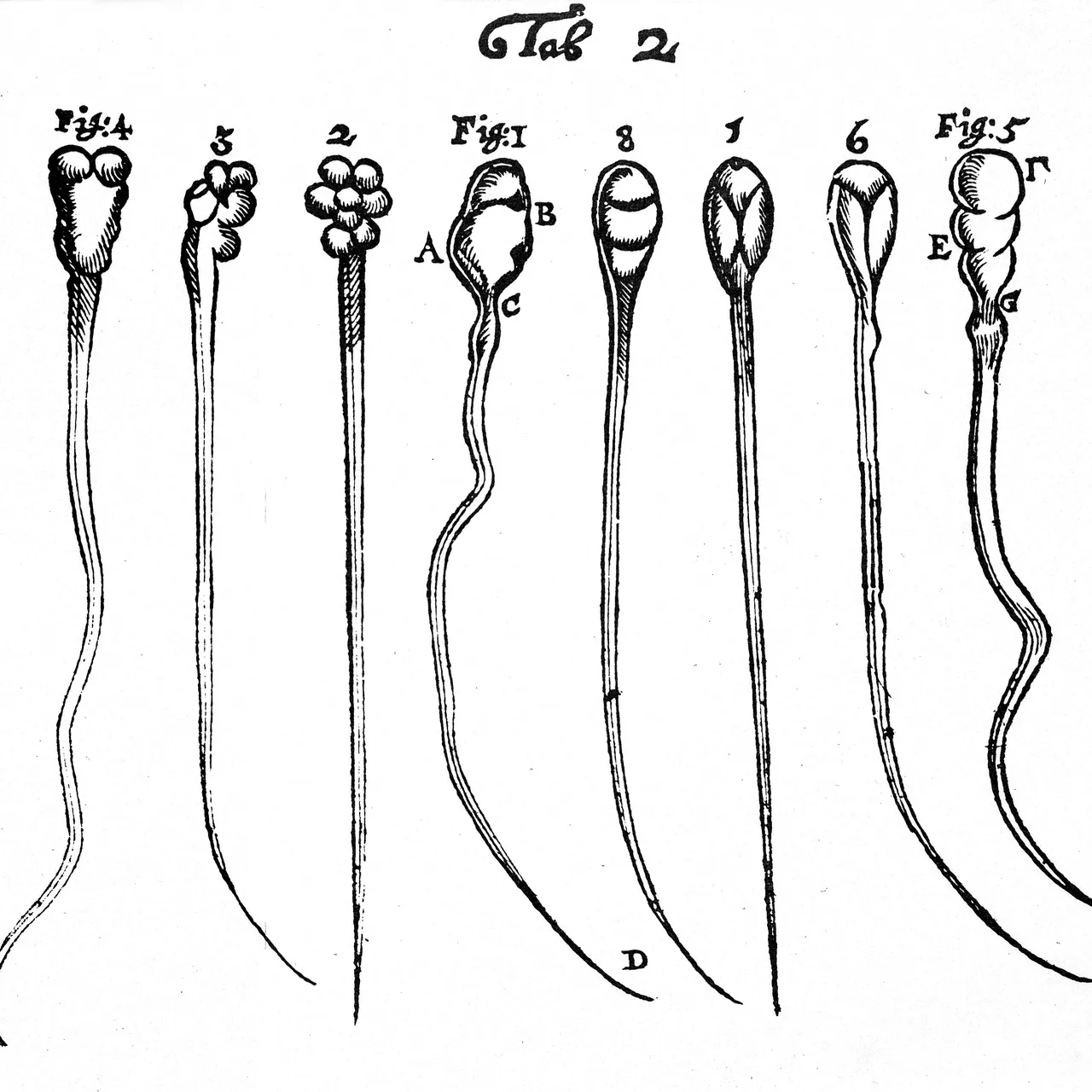 Scott Pitnick Tattoos