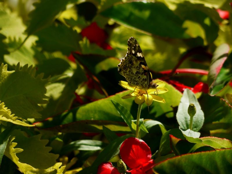 Butterfly |Dorothy Chapman Fuqua Conservatory and the Atlanta Botanical ...