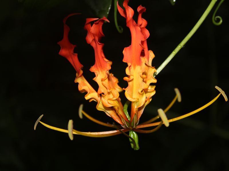 A Flame Lilly | Smithsonian Photo Contest | Smithsonian Magazine