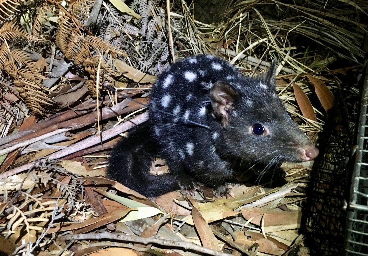 Quolls Have Been