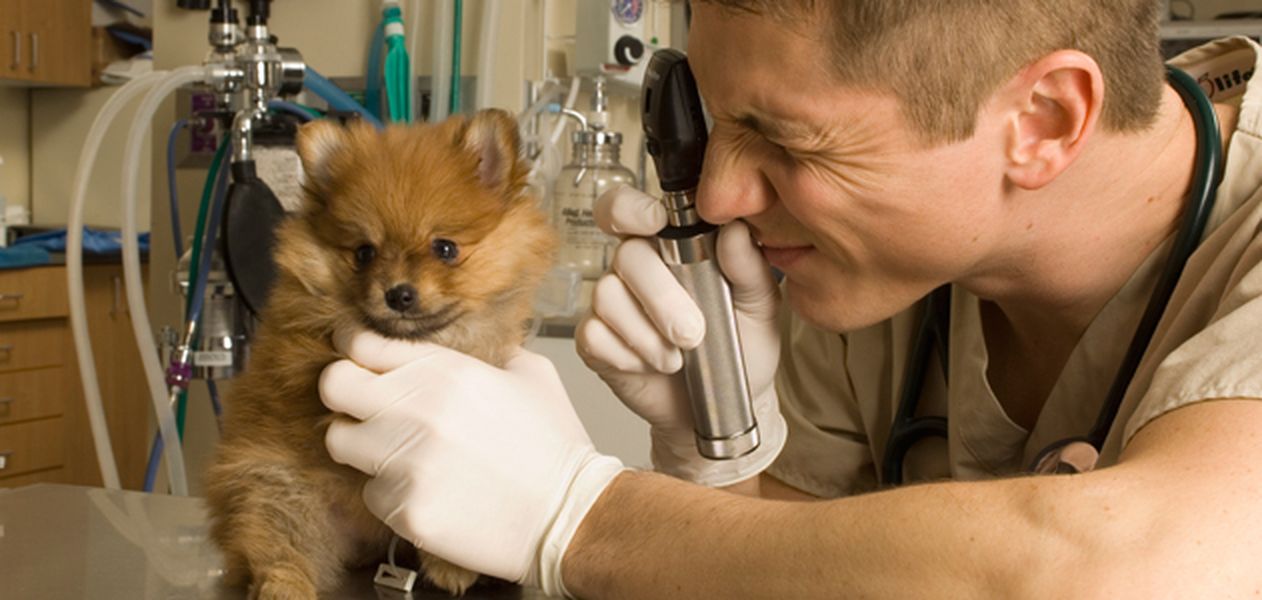 How Looking to Animals Can Improve Human Medicine