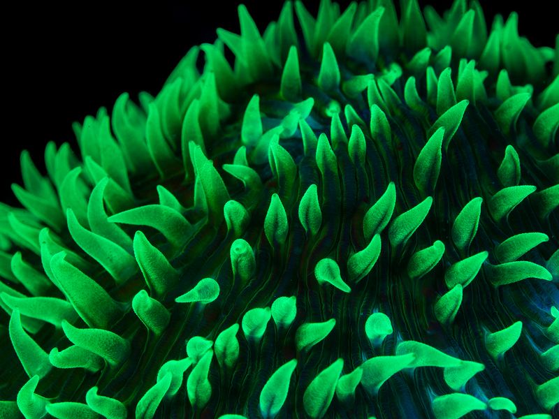 coral under uv light | Smithsonian Photo Contest | Smithsonian Magazine