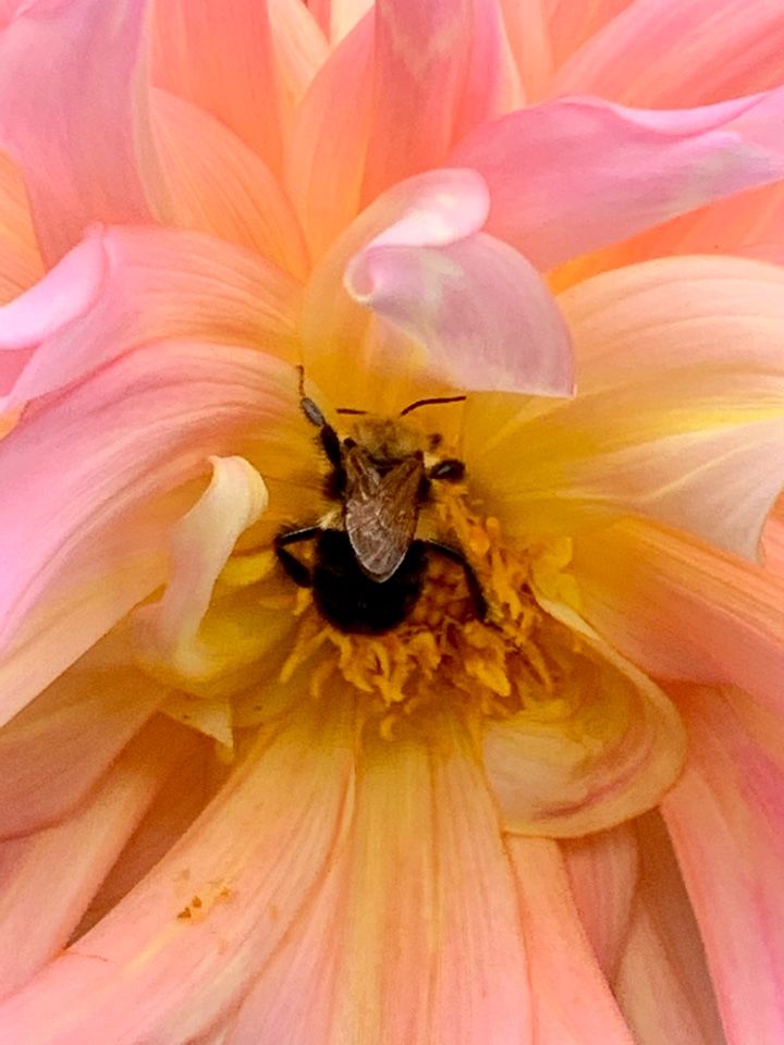 Queen bee in autumn | Smithsonian Photo Contest | Smithsonian Magazine