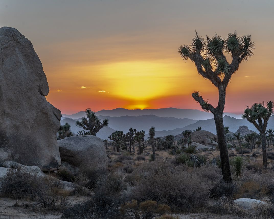Joshua Tree National Park Sunset | Smithsonian Photo Contest ...