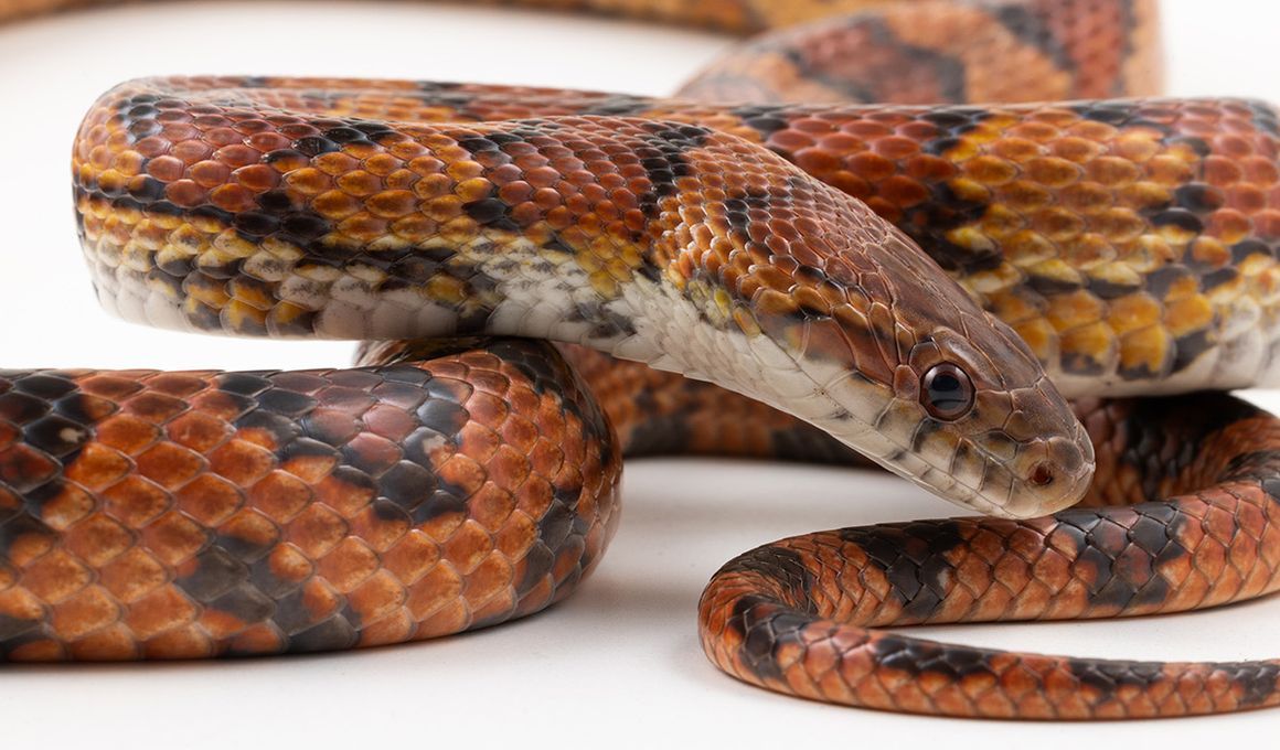 National Zoo and Conservation Biology Institute Blog | Smithsonian Magazine