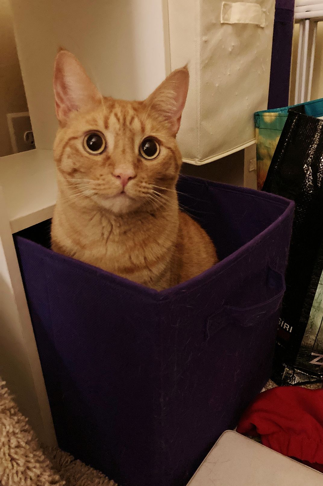 CHIP THE CAT | Smithsonian Photo Contest | Smithsonian Magazine