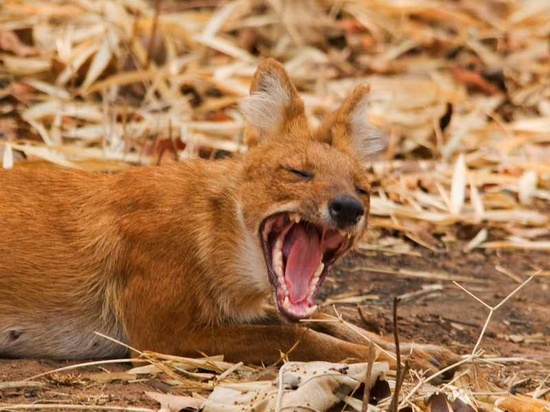 Dhole or Indian Wild Dog Yawning : Dholes have a reputationg of ...