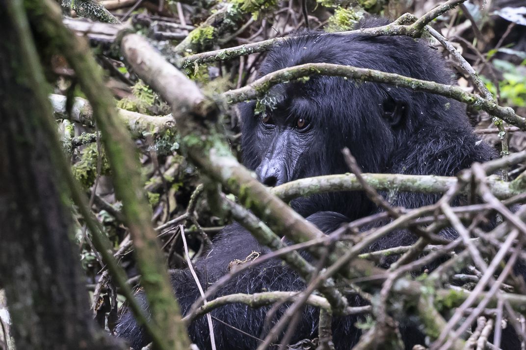 Gorillas in the Shrubs | Smithsonian Photo Contest | Smithsonian Magazine