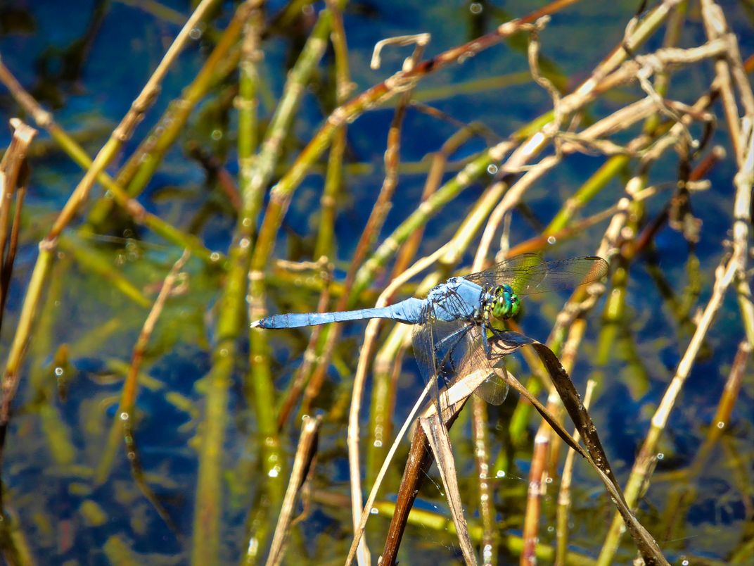 Baby Blue Dragon Fly | Smithsonian Photo Contest | Smithsonian Magazine