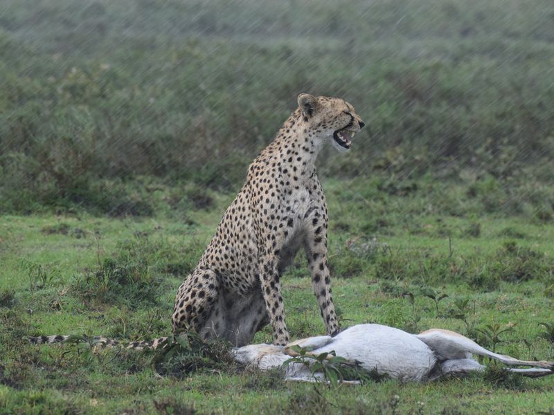 Cheetah in the rain | Smithsonian Photo Contest | Smithsonian Magazine