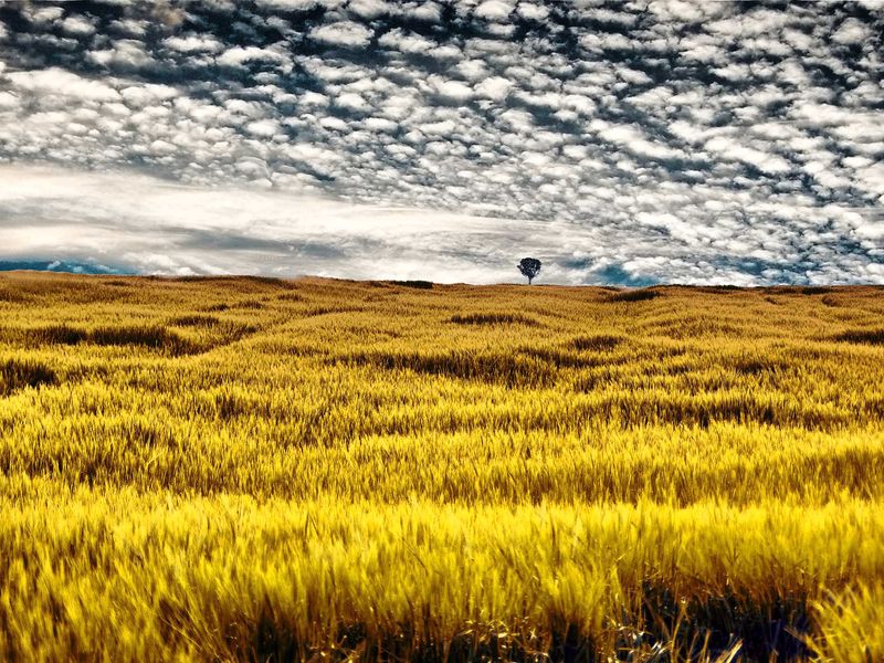 Barley's field | Smithsonian Photo Contest | Smithsonian Magazine
