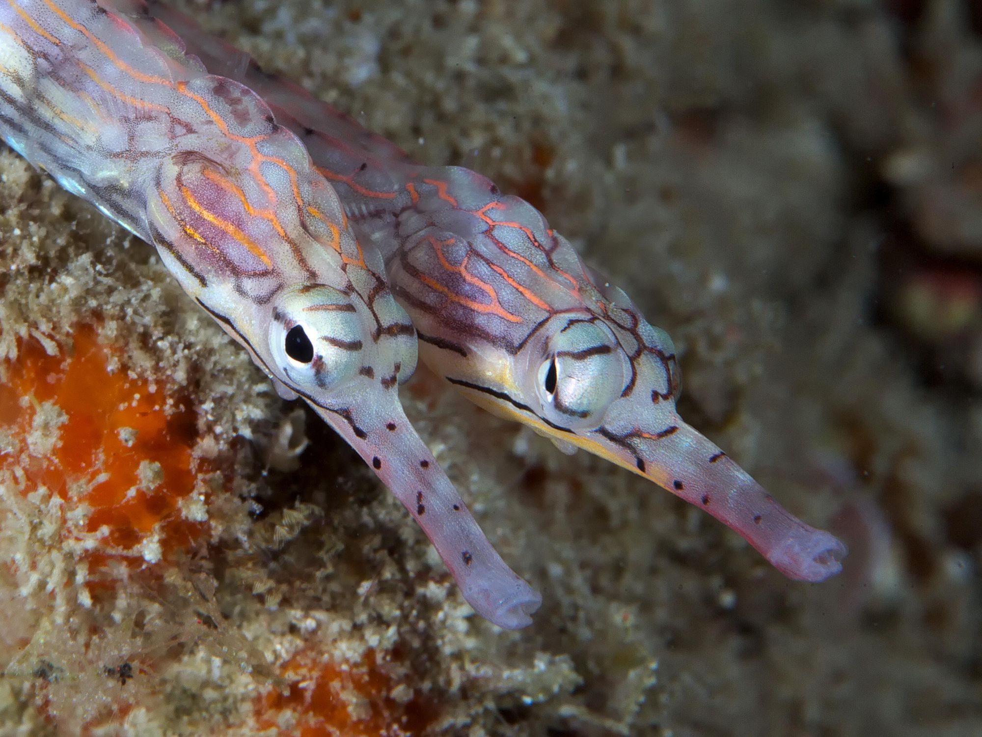 Pregnant Male Pipefish Are the Sea's Swaggery Swingers