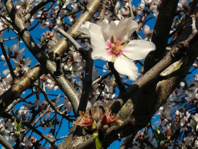 Almond tree blossom | Smithsonian Photo Contest | Smithsonian Magazine