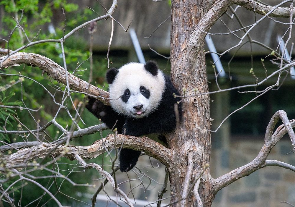 A Decade of Adorable Giant Panda Cam Moments | Smithsonian Voices ...