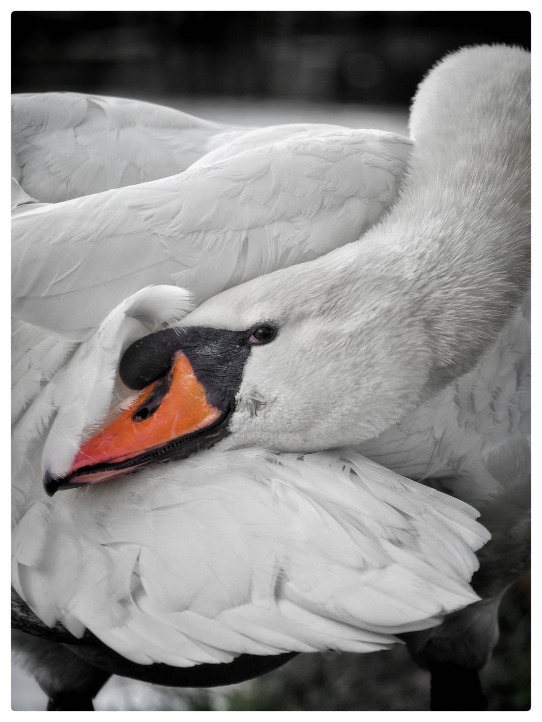 A glimpse of preening | Smithsonian Photo Contest | Smithsonian Magazine