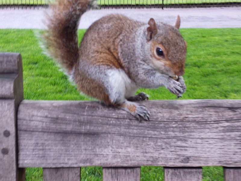 A squirrel bathing itself in Hyde Park | Smithsonian Photo Contest ...