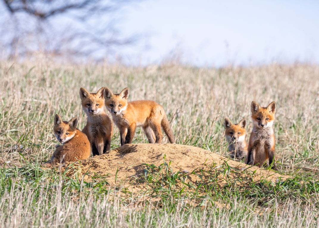 Fox Kit Family | Smithsonian Photo Contest | Smithsonian Magazine